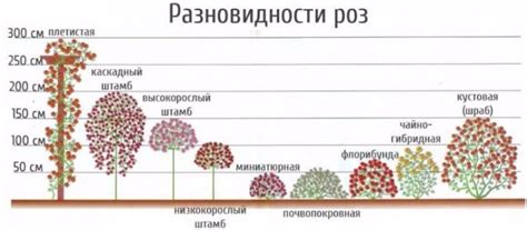 Разновидности роз | Розы, Обрезка роз, Вьющиеся розы
