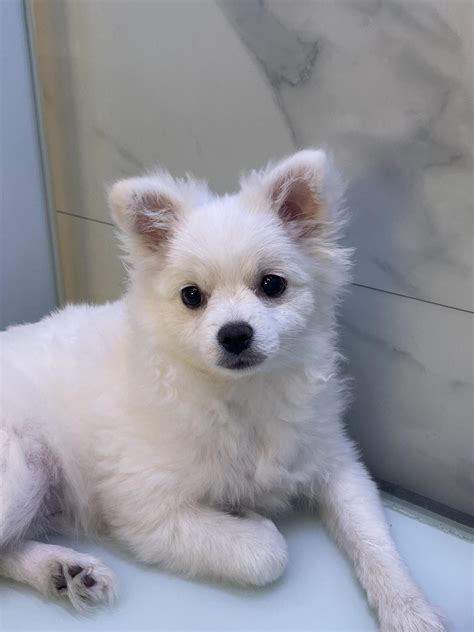 포메라니안 모모 강아지책임분양 고양이책임분양 유기견책임분양 유기묘책임분양 연예인강아지분양하는곳 연예인고양이분양하는곳 골댕이무료분양 강아지입양보내기 고양이입양보내기 강아지분양