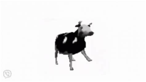Meme Polish Cow  Meme Polish Cow Мем Discover And Share S