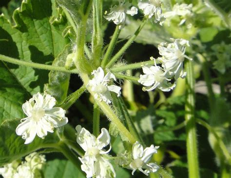 Cow Parsnip Photos Page 1