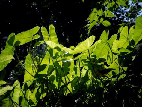 Rubisco Structure Function Evolution And Engineering Challenges