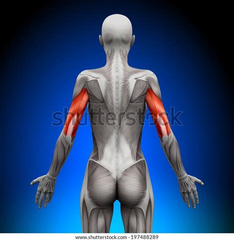 Triceps Female Anatomy Muscles Stock Illustration 197488289