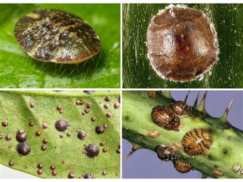 Калифорнийска щитоносна въшка Овошки Български Фермер