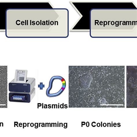 Key Steps Of The Human Ipsc Manufacturing Process The Manufacturing Of Download Scientific
