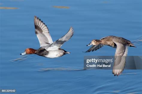 Redhead Duck Flight Photos And Premium High Res Pictures Getty Images
