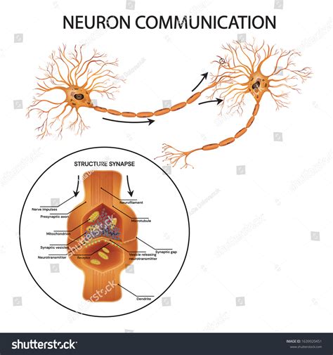 Neuron Communication Transmission Nerve Signal Between Stock Vector