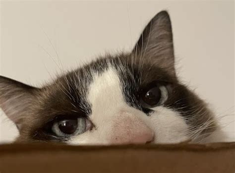 Learn Css Flexbox By Building A Photo Gallery Step 21 Html Css The Freecodecamp Forum