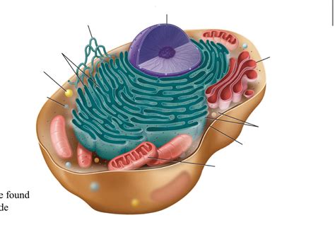 Eukaryotic Cell Diagram Diagram Quizlet