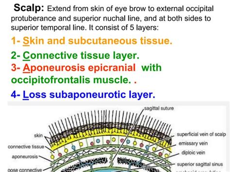 Lec 8 Superficial Structures Of Head And Neck Scalp Ppt