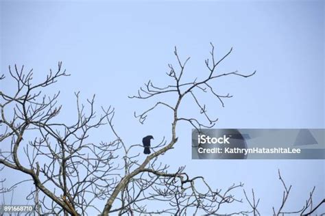 브리티시 컬럼비아에 있는 벌 거 벗은 나무가 캐나다에 자리 잡고 한 까마귀 0명에 대한 스톡 사진 및 기타 이미지 0명 가을 겨울나무 Istock