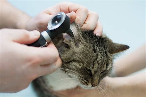 Болезни ушей у кошек Симптомы и лечение ушных заболеваний котов