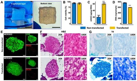 Bioprinting Technique 10x Faster Functional Tissue Creation Medizzy Journal