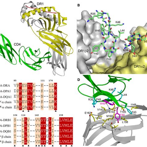 Structure Of A Human Cd4mhc Class Ii Complex A Cd4 Green Contacts