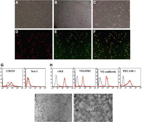 Characterization Of Epcs Derived From Bone Marrow A Mncs Were Download Scientific Diagram