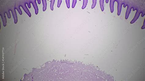 Agaricus In Section Magnified In 40 Times Under Microscope In Scientific Laboratory Piece Of