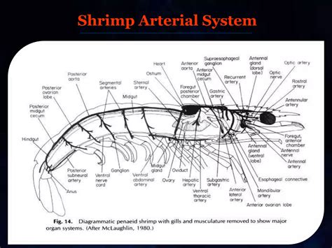 Circulatory System Of Penaeid Shrimp Pptx