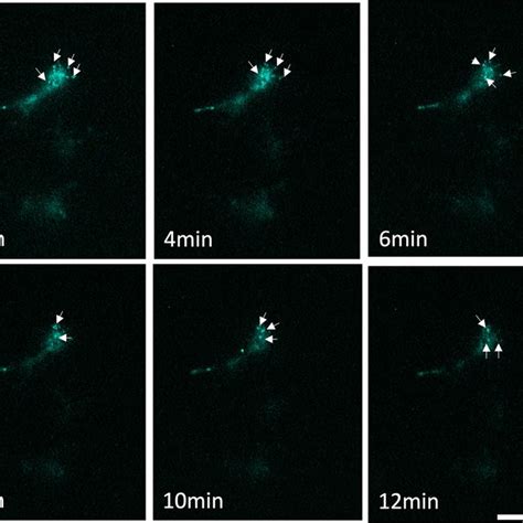 visualization of receptor localization in hek293 cells using a