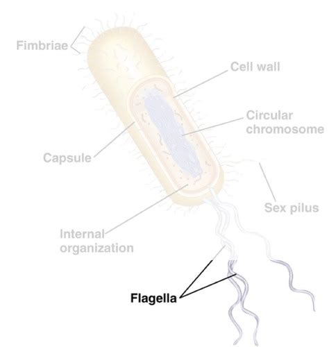 Exam 2 Bio 2100 Flashcards Quizlet