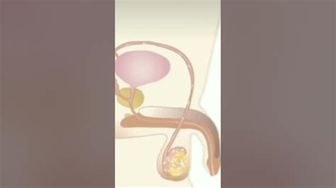 How Sex Occure Sperm Ejaculation Animation Youtube
