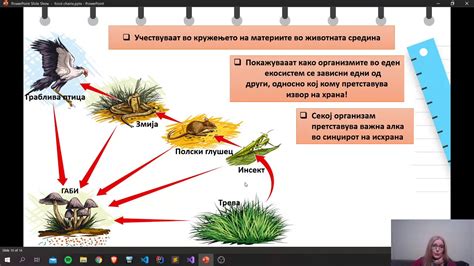 Vii одделение Биологија Синџири на исхрана Youtube