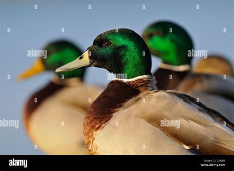 Female And Male Mallard Duck