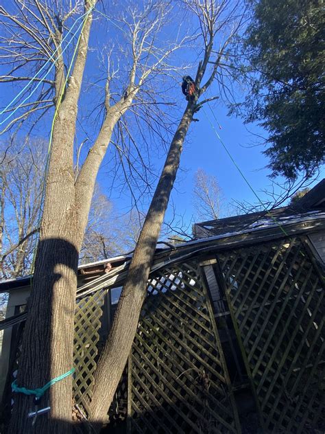 This Is What An Unmanaged Tree Looks Like When Not Properly Taken Care Of … Ryan Lewton