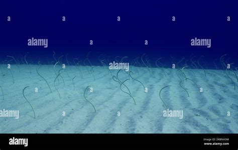 Group Of Red Sea Garden Eels Indo Pacific Garden Eel Or Spotted Garden Eel Gorgasia Sillneri