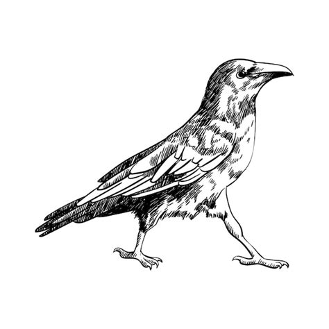 Premium Vector Crow Line Drawing