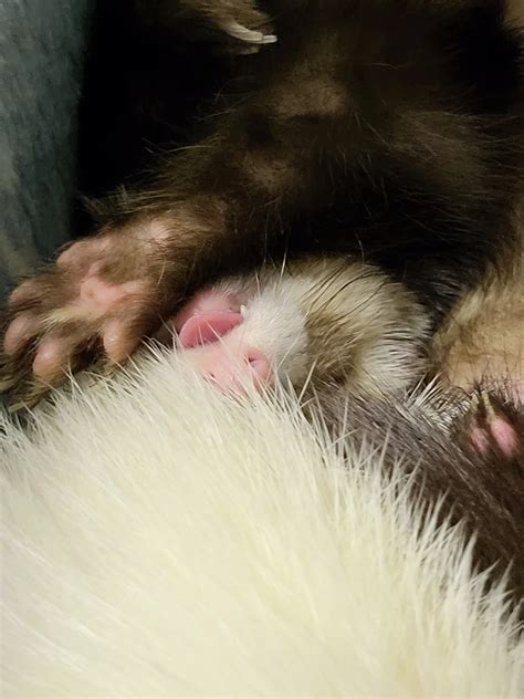 Somewhere Within The Tangle Of Tiny Limbs And Contented Yawns A Smol
