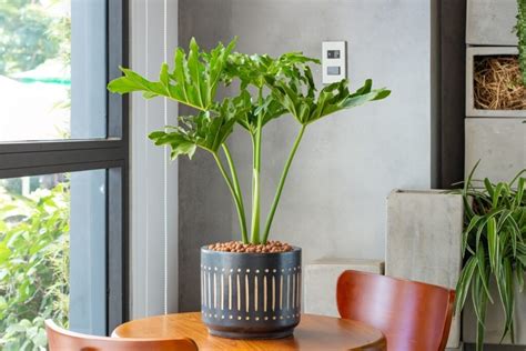 Everything You Need To Know About Tree Philodendron Propagation