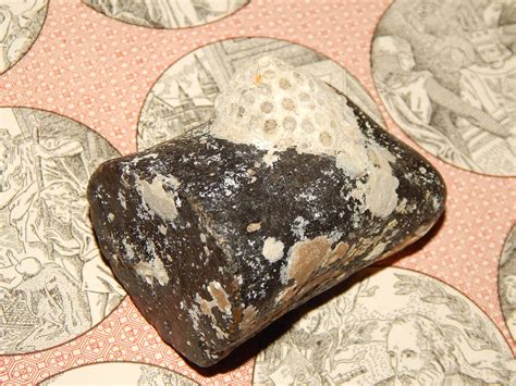 Genuine Fossilized Bone Fragment