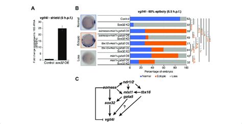 Eomesa Activation Of Vgll4l Is Through Feedforward Loops Via Sox32 And