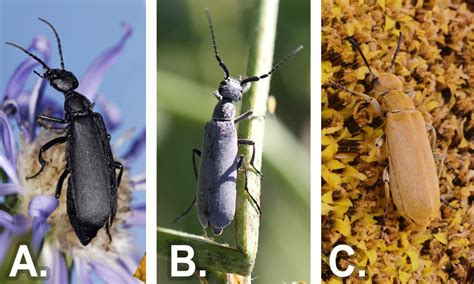 Blister Beetle Larvae Blister Beetles Field Crop News