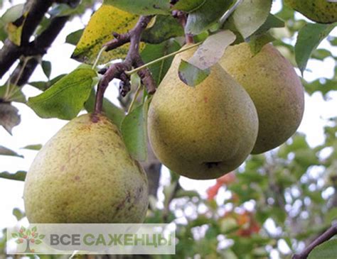 Цена на Груша колоновидная Москвичка - купить саженцы