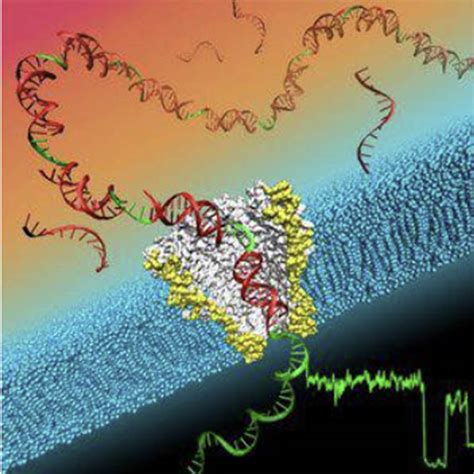 Long Read Sequencing Of The Zebrafish Genome Bmc Genomics 2022
