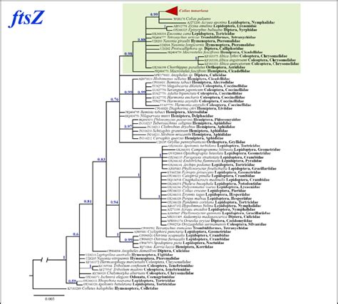 The Bayesian Tree Of Ftsz Gene Fragment Inferred From 85 Wolbachia Download Scientific Diagram