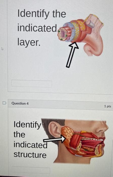 Solved Identify The Indicated Layer Question Identify The Chegg