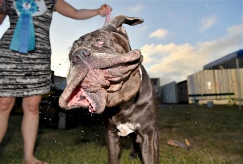 Most Funny Ugly Dogs Worlds Ugliest Dog Has A Face Only A Mother
