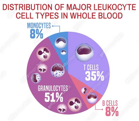 Leukocytes Types Scheme 이미지 1071700524 일러스트 무료 일러스트 게티이미지뱅크
