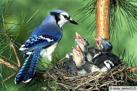 Brilliant Blue Feathers Blue Jay Bird
