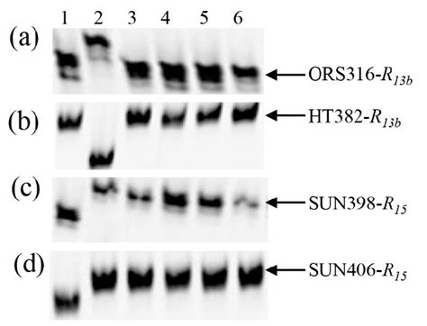 Pcr Gel Image Of Ssr Markers For Testing The Homozygous Download Scientific Diagram