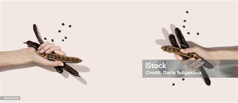 베이지 색 배경에 유기농 캐롭 포드 분말 및 캐롭 당밀 메뚜기 콩 건강 식품 세라토니아 실리쿠아 하누프 천연 비건 식사 창조적 인 음식 배경 공간을 복사합니다 플랫 레이