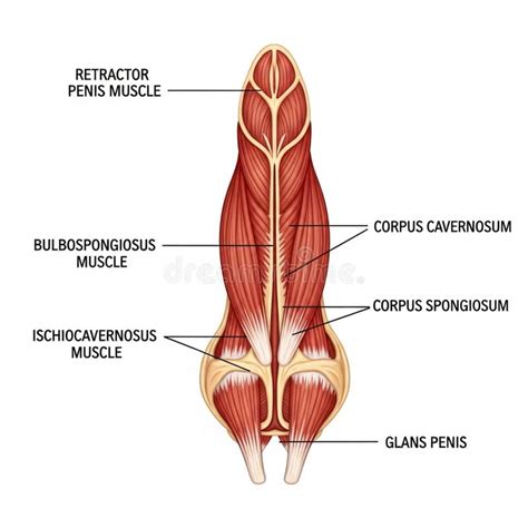 Labels Identify The Retractor Penis Muscle Bulbospongiosus Muscle Stock