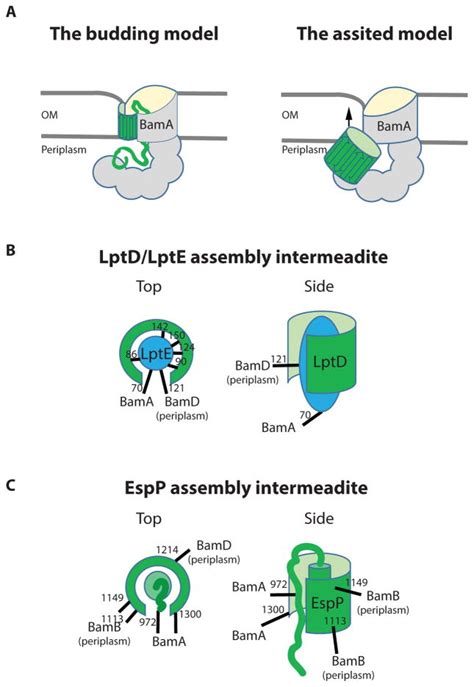 Outer Membrane Biogenesis Pmc