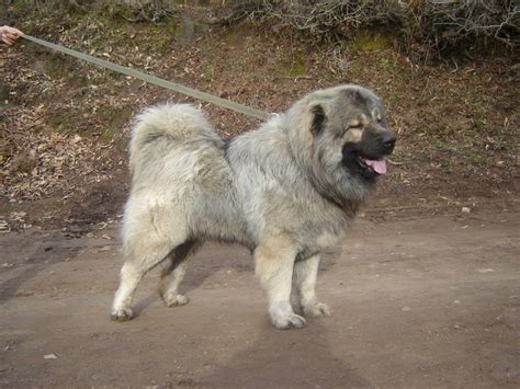კავკასიური ნაგაზი Caucasian Shepherd