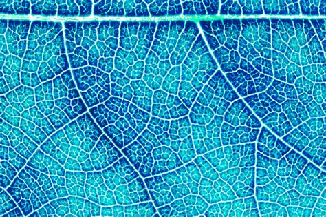 잎 텍스처 또는 잎 배경 그래픽 웹 사이트 서식 파일에 대 한 봄 아름다움입니다 환경 및 생태 아이디어 컨셉 디자인입니다 색상 효과 사진입니다 계절에 대한 스톡 사진 및