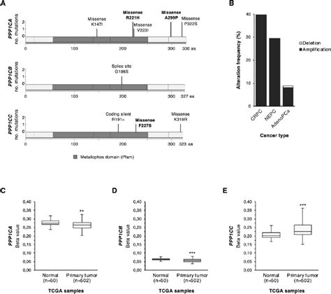 Genetic Alterations And Promoter Methylation Of Pp1c Coding Genes In