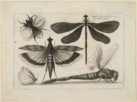 Dragonflies And A Bumble Bee National Gallery Of Canada
