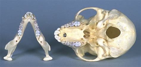 Rhesus Monkey Skull