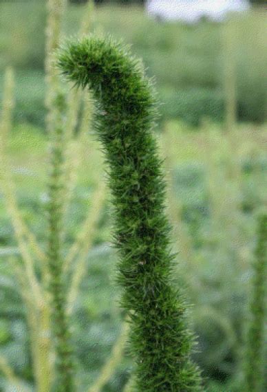 Amaranth Identification Eat The Weeds And Other Things Too